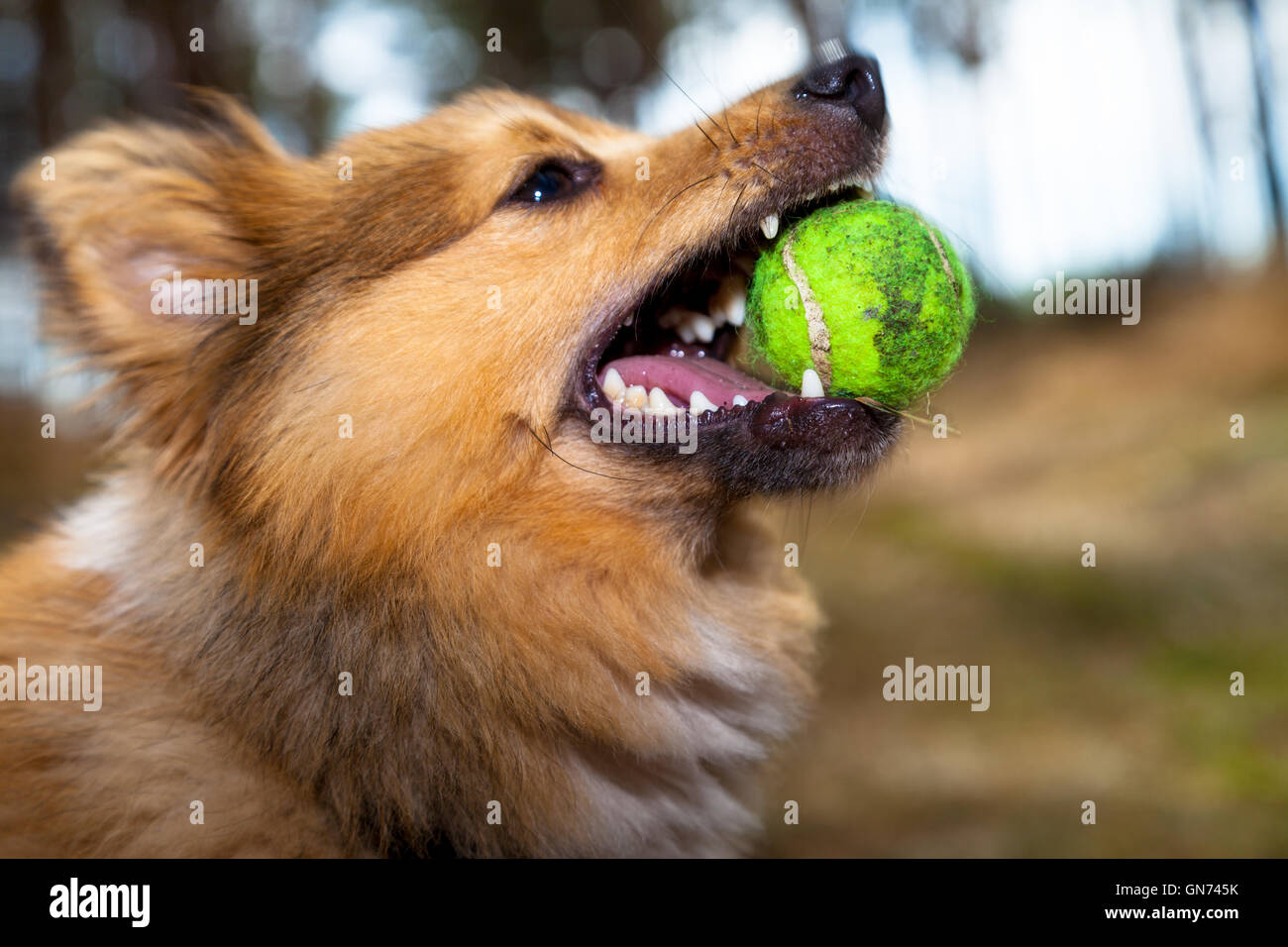 shetland sheepdog plays with a ball Stock Photo - Alamy