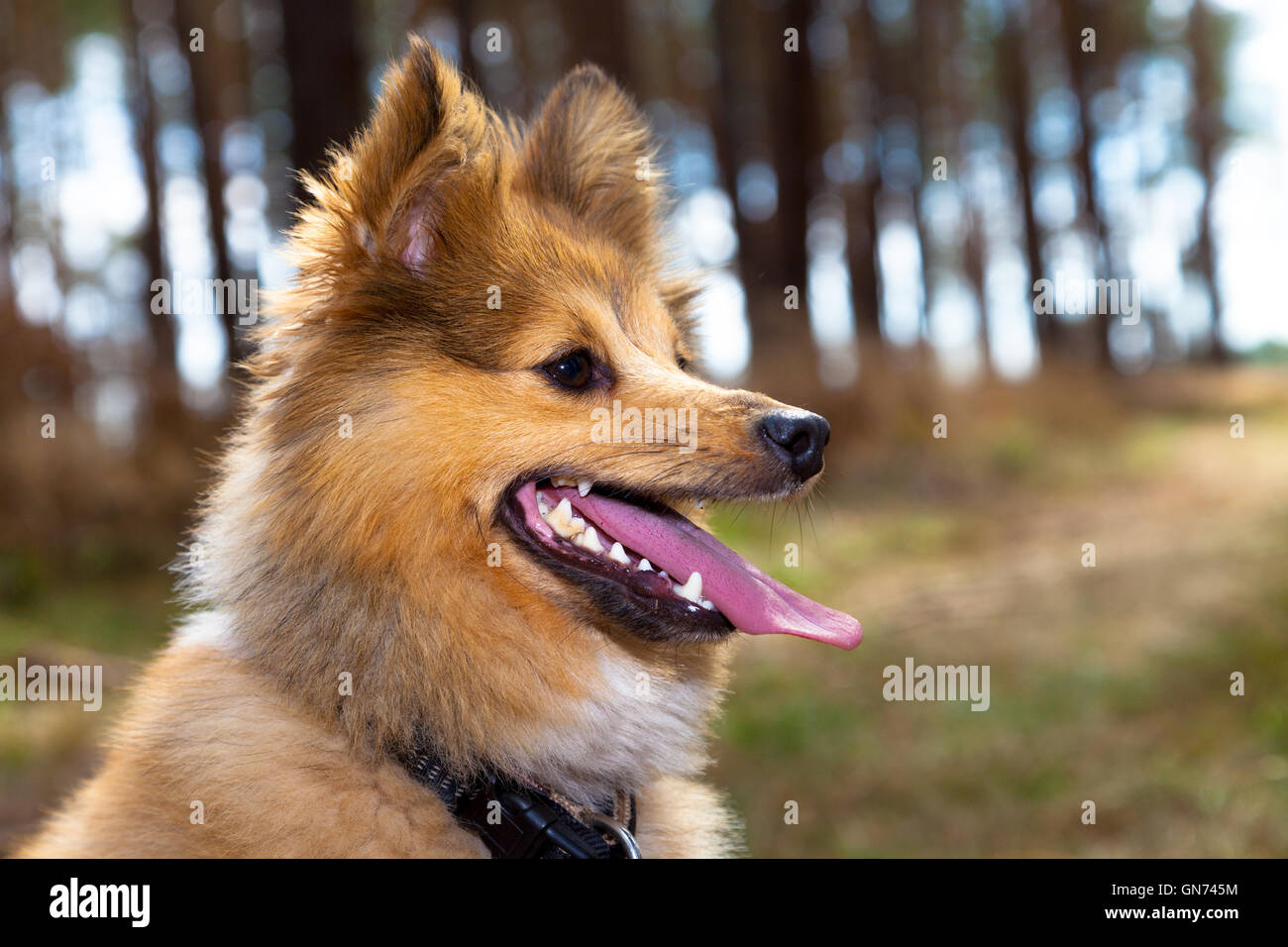 shetland sheepdog head portrait Stock Photo - Alamy