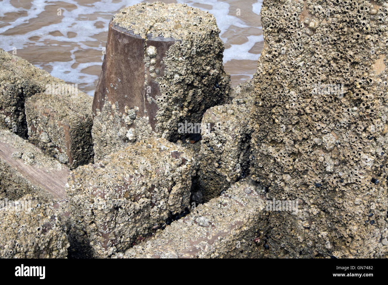 Heavily encrusted barnacles on groynes on Overstrand Beach in Norfolk ...