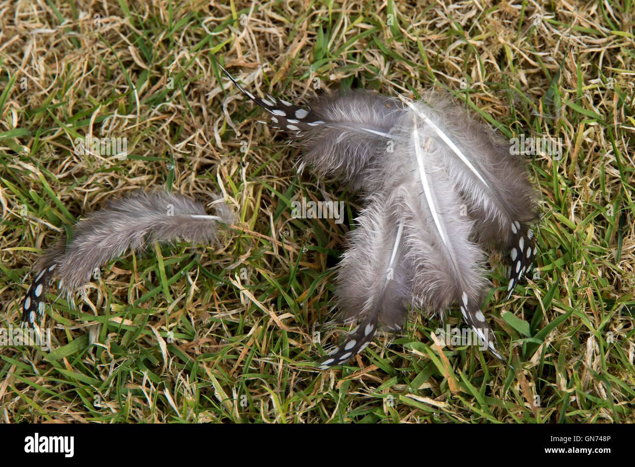 Speckled grey jungle fowl feathers hi-res stock photography and images ...
