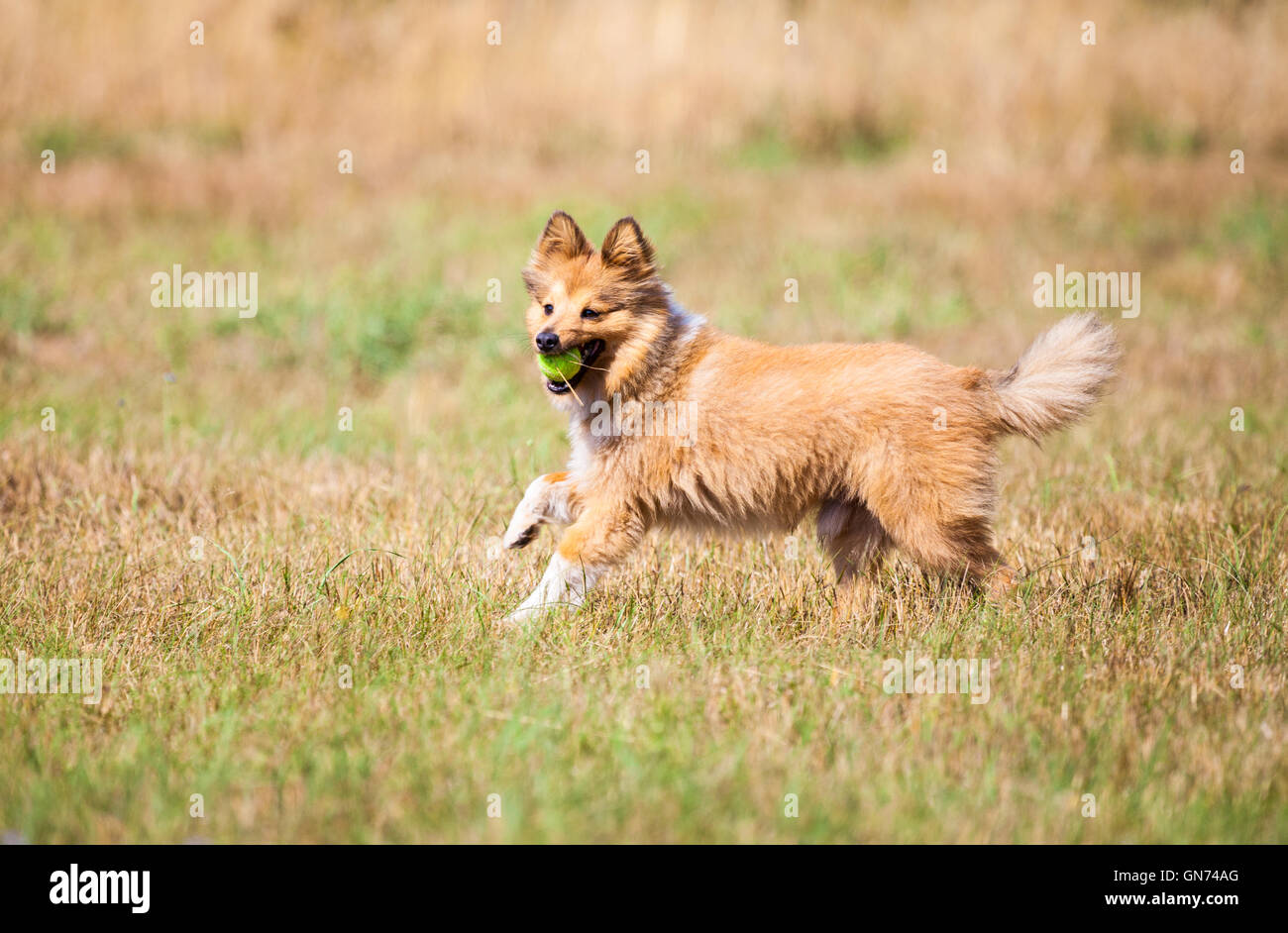 running shetland sheepdog with a ball Stock Photo - Alamy