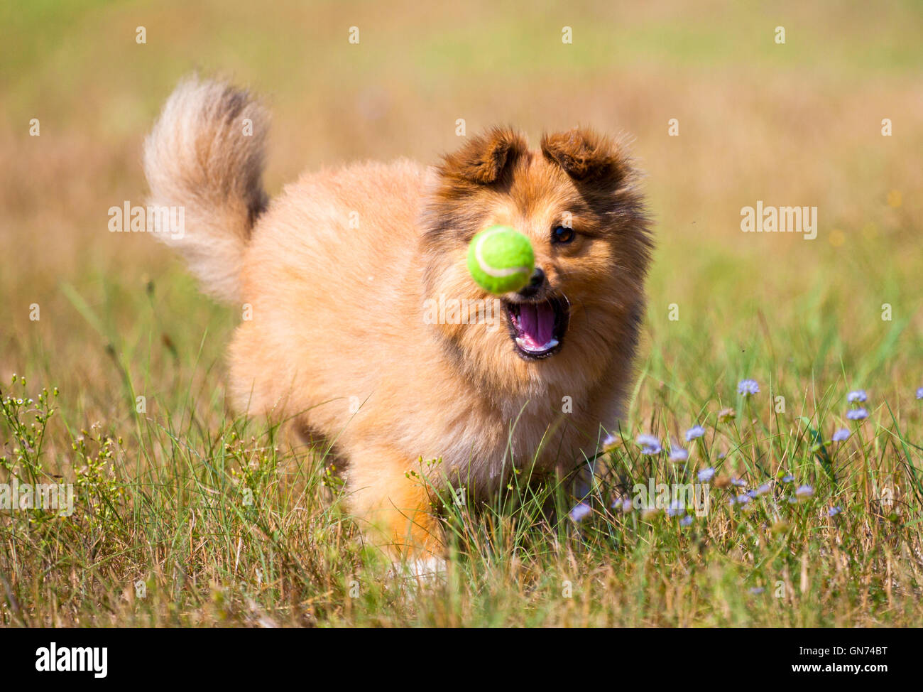 shetland sheepdog catches a ball Stock Photo - Alamy