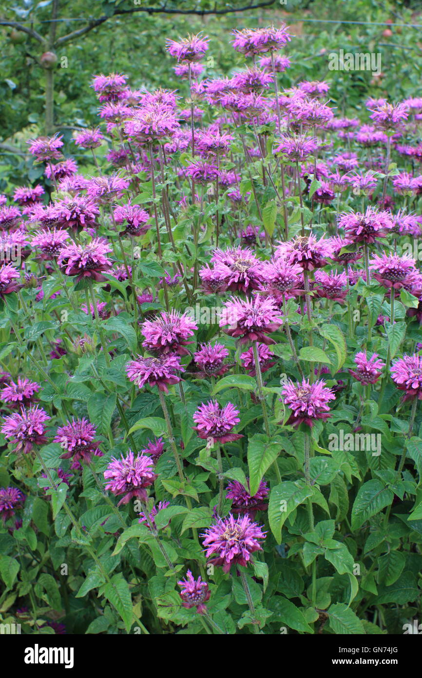 Monarda fistulosa hi-res stock photography and images - Alamy