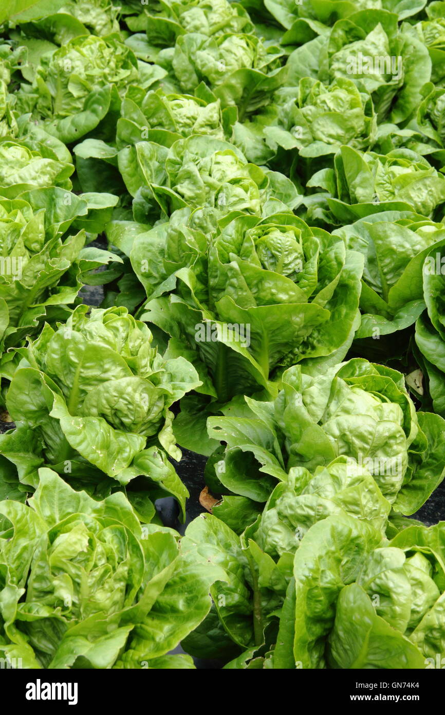 Lettuce grown using an organic gardening technique using blac mulch ...