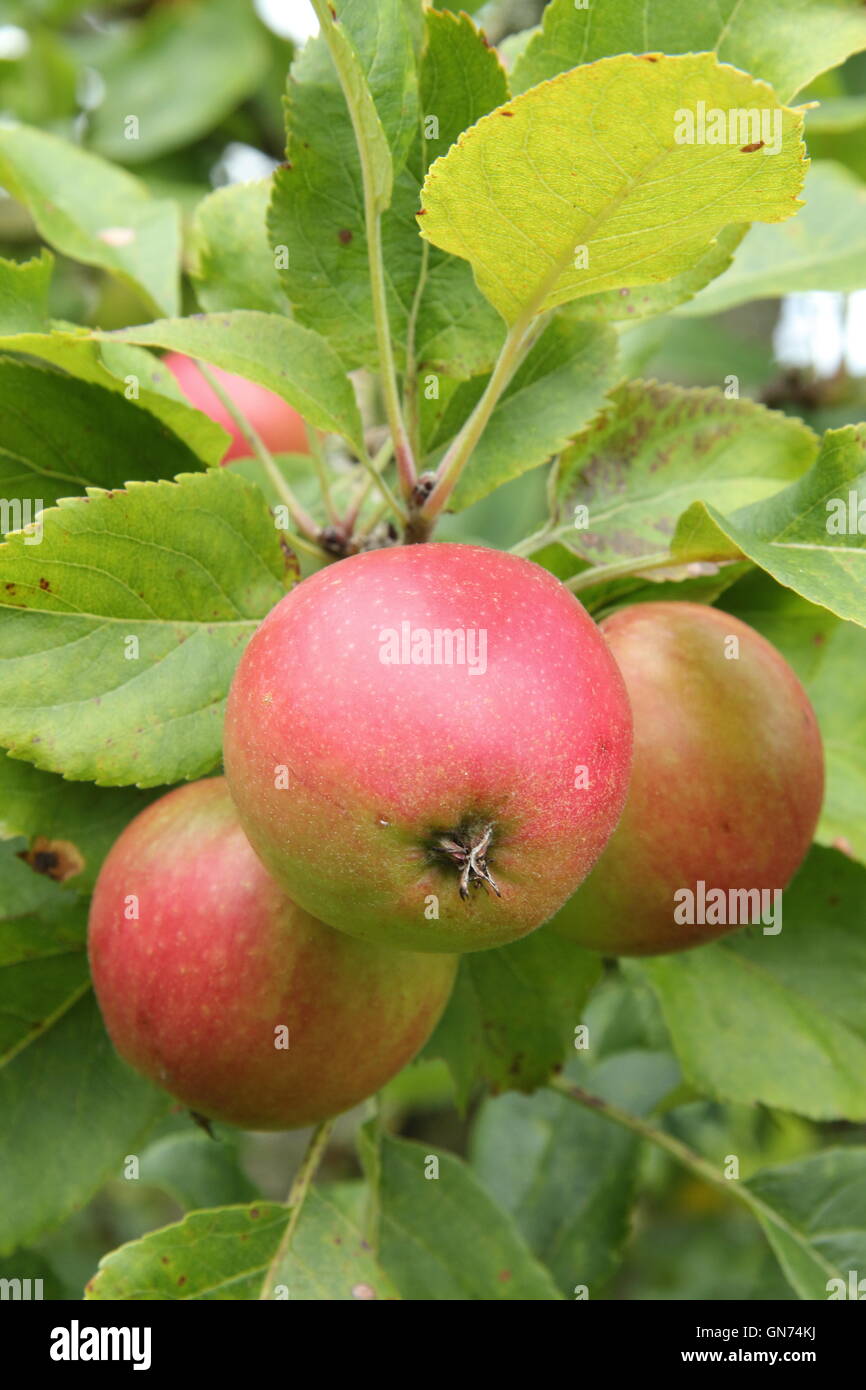 Apple variety 'Jester' growing in an orchard in an English garden ...