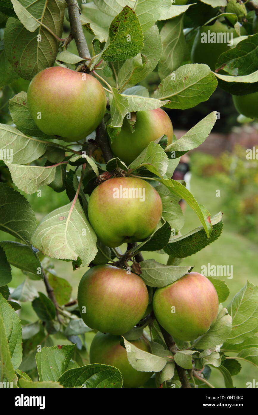 White Melrose apples growing in an English orchard during an open day ...