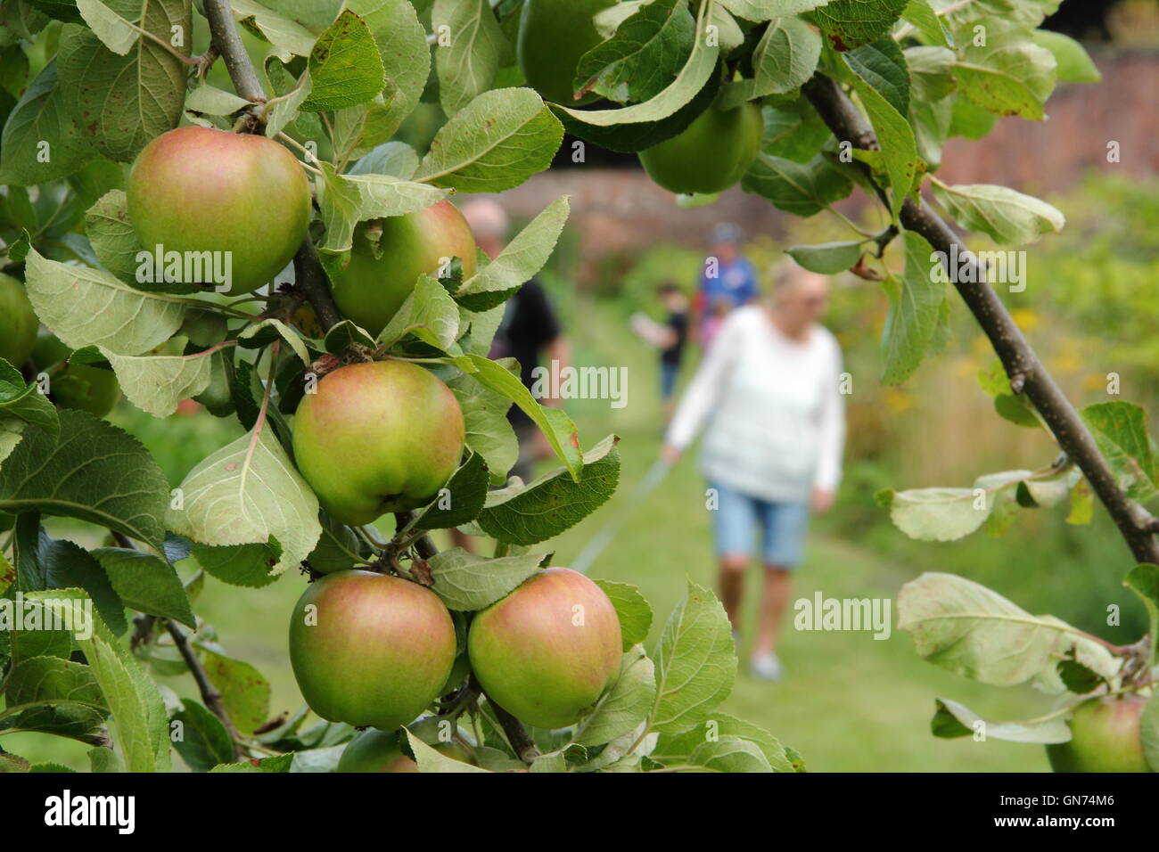 Apple orchard open day uk hi-res stock photography and images - Alamy