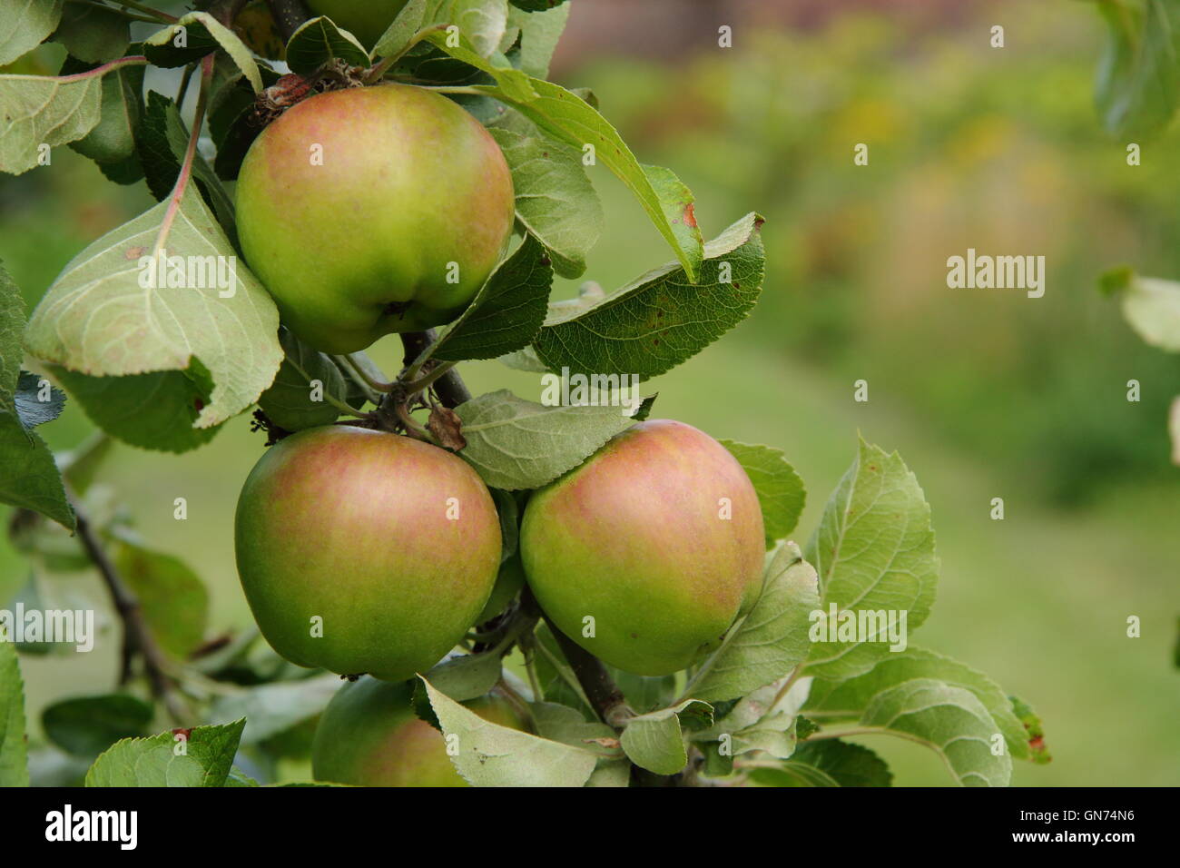 Summerengland hi-res stock photography and images - Alamy