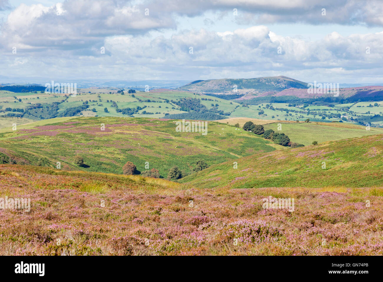 Heather moorland on the Long Mynd looking towards Cordon Hill ...
