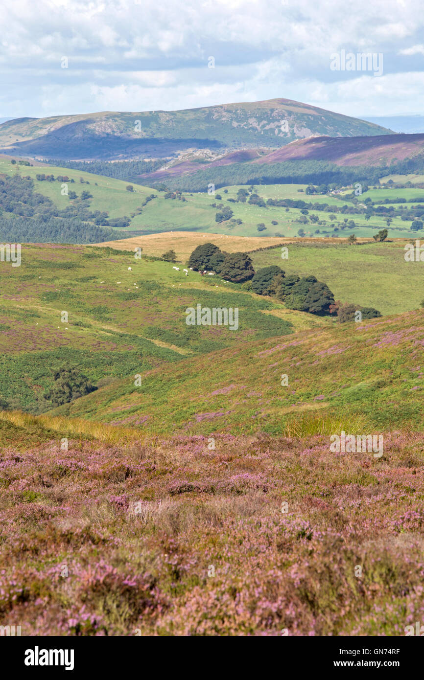 Heather moorland on the Long Mynd looking towards Cordon Hill ...