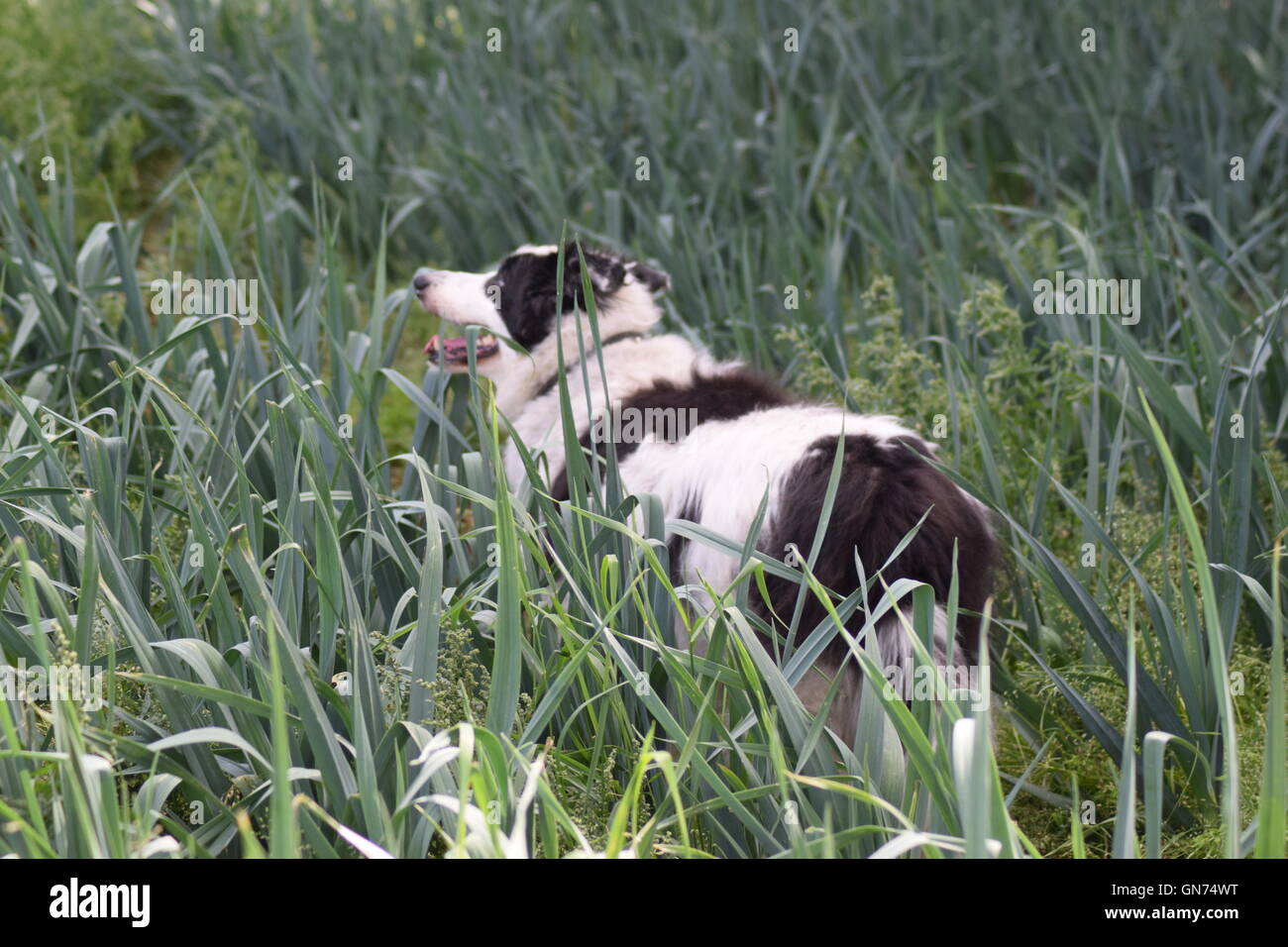 Border Collie In Field of Leeks Stock Photo - Alamy