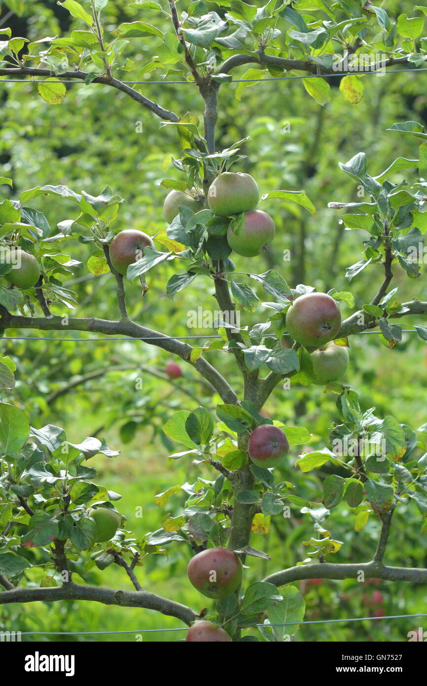 Espalier apple orchard apples hi-res stock photography and images - Alamy