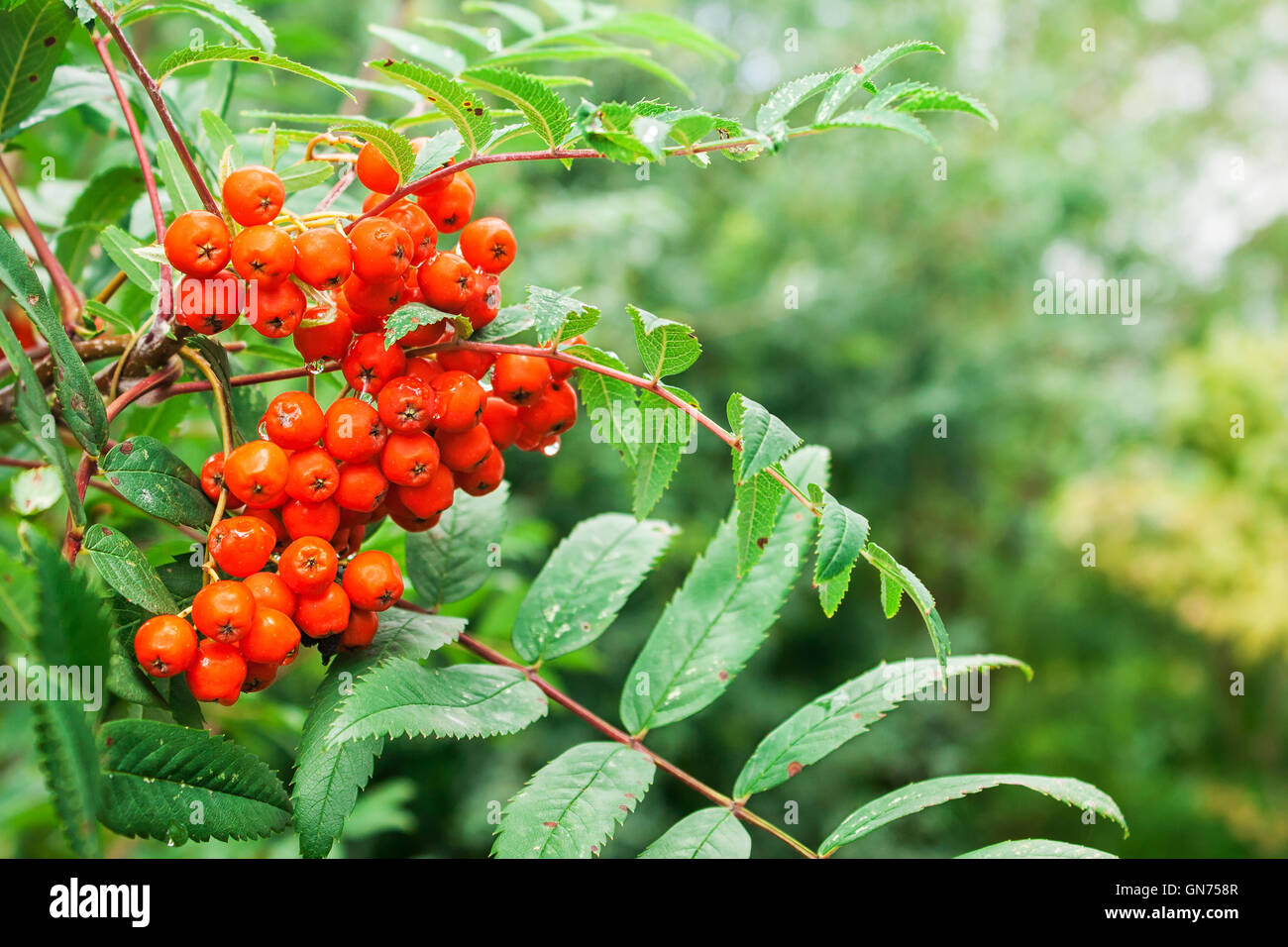 bunch of bright red rowan with raindrops closeup Stock Photo - Alamy