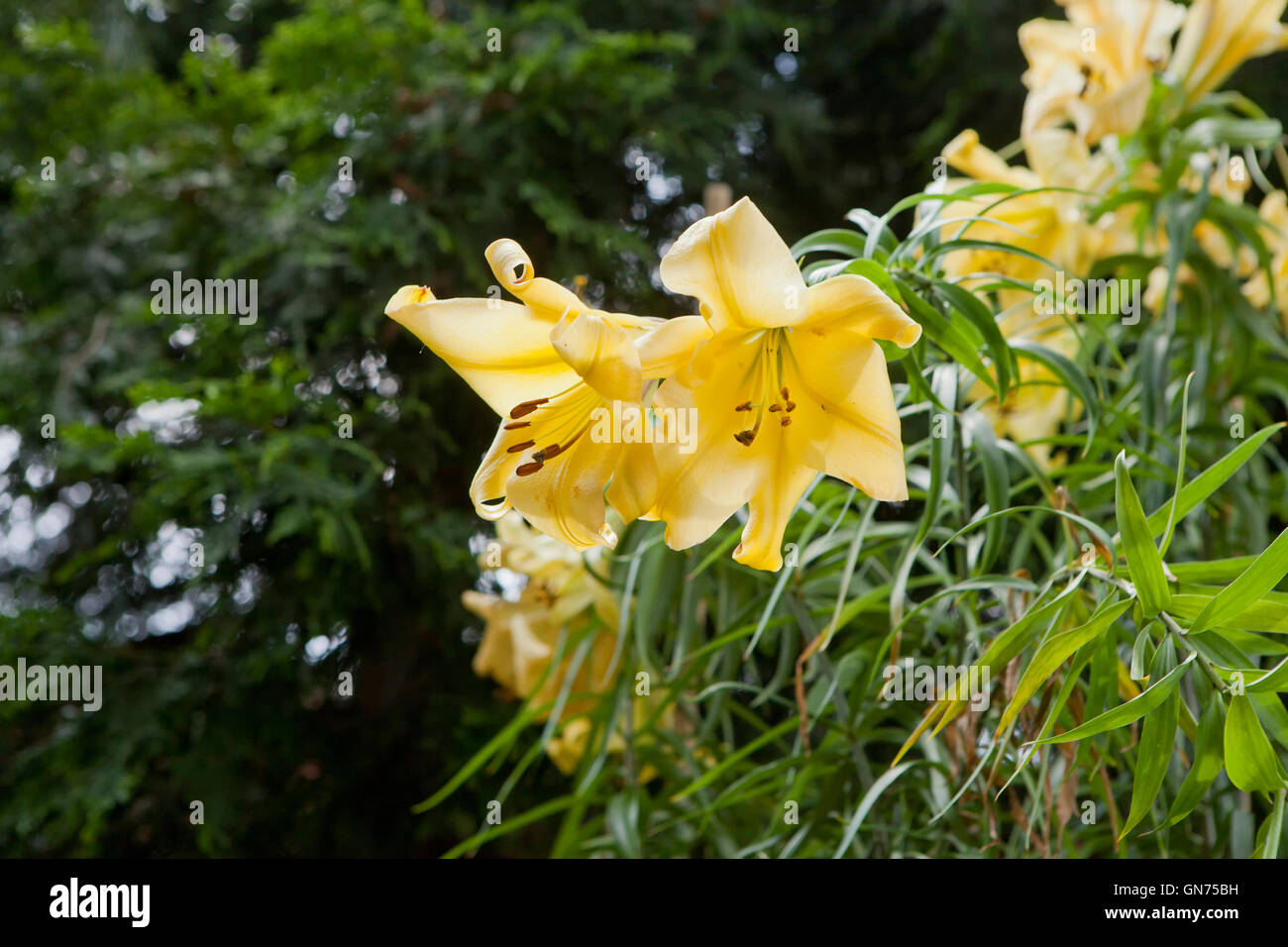 Yellow lily flowers (Lilium) - USA Stock Photo - Alamy