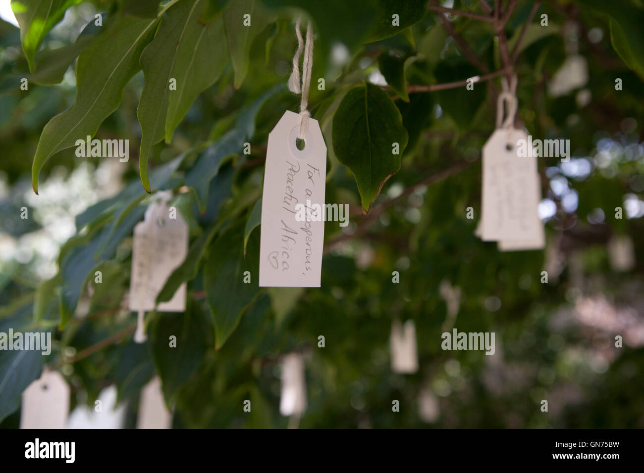 Wish tree hi-res stock photography and images - Alamy
