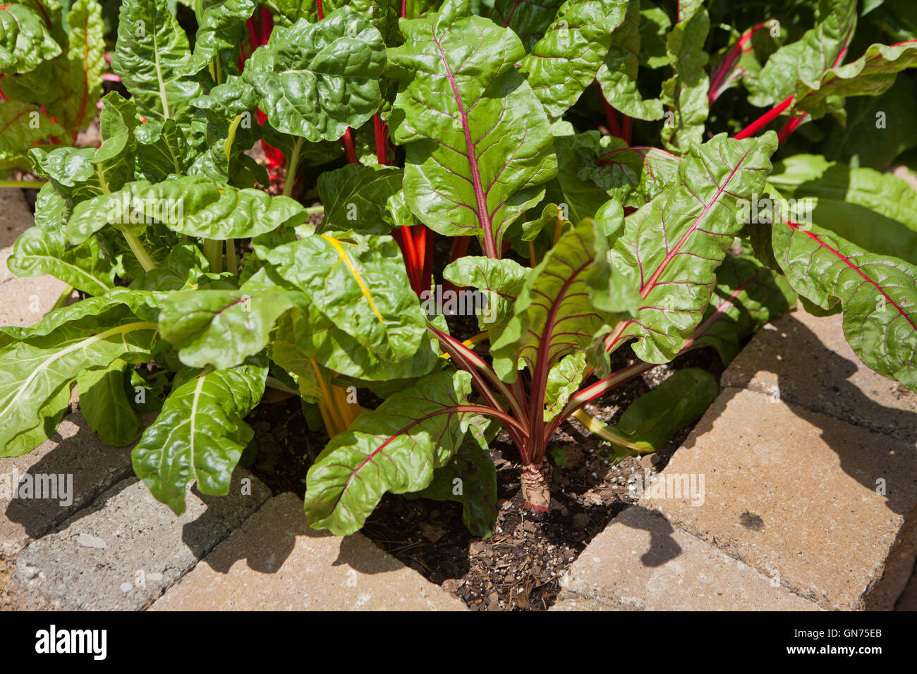 Swiss chard growing in garden - USA Stock Photo - Alamy
