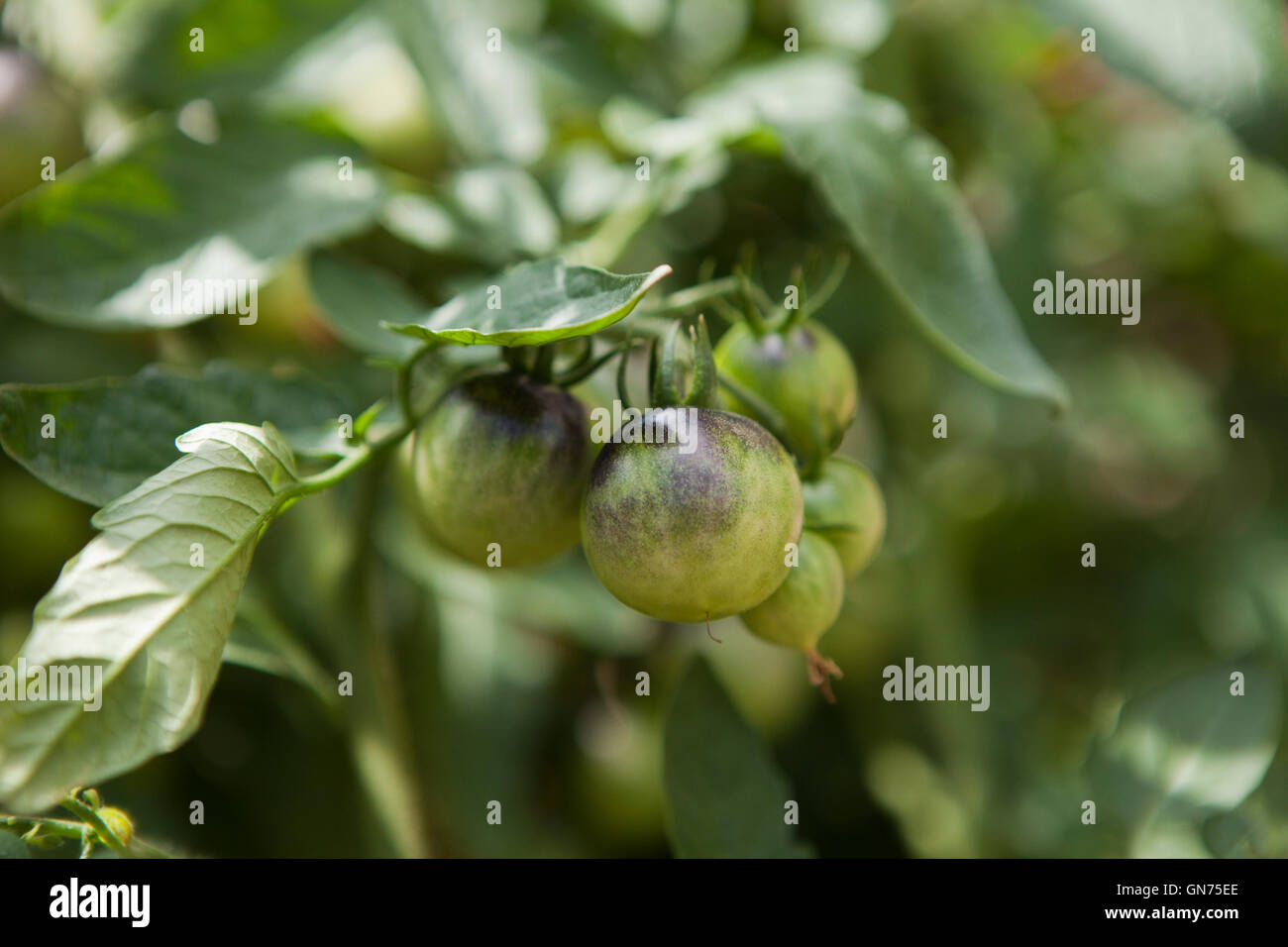 Unripe purple tomato hi-res stock photography and images - Alamy