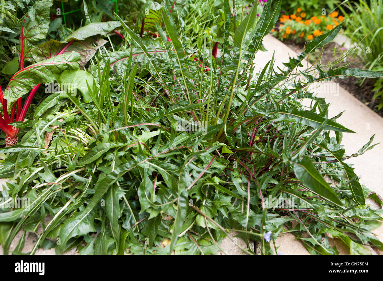 Red dandelion leaves - USA Stock Photo - Alamy