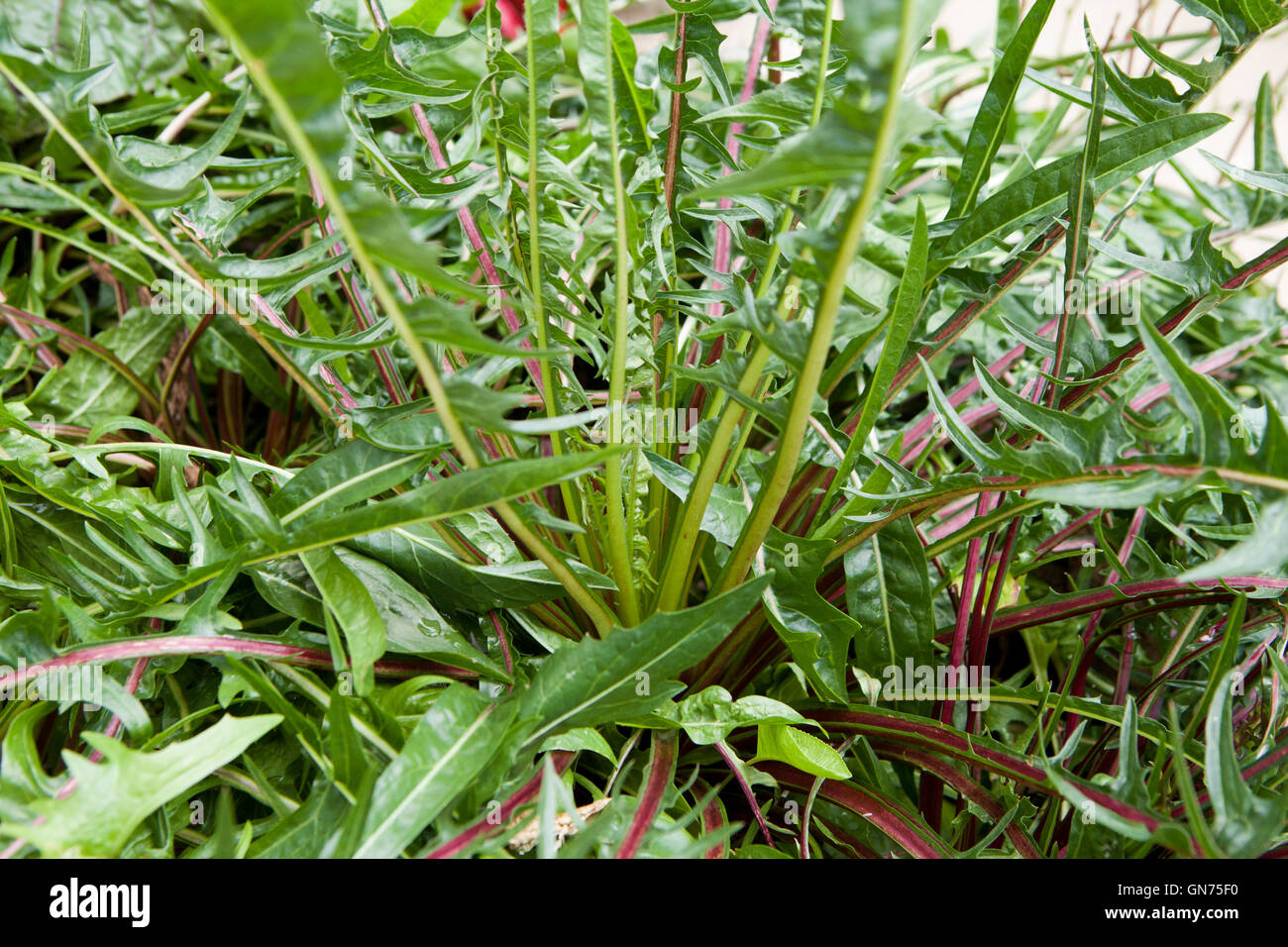 Dandelion greens hi-res stock photography and images - Alamy