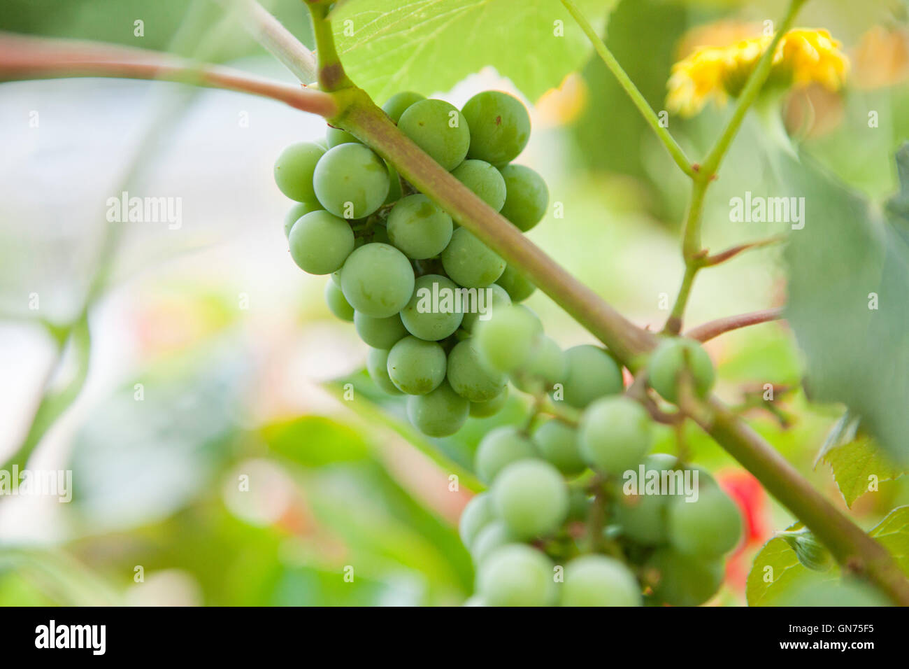 Fox grape (Vitis labrusca) fruits - USA Stock Photo - Alamy Fox grape (Vitis labrusca) fruits - USA Stock Photo - Alamy