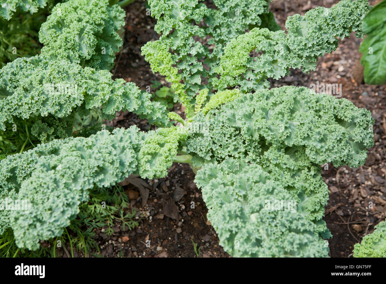Kale growing in vegetable garden (Brassica oleracea) - USA Stock Photo ...