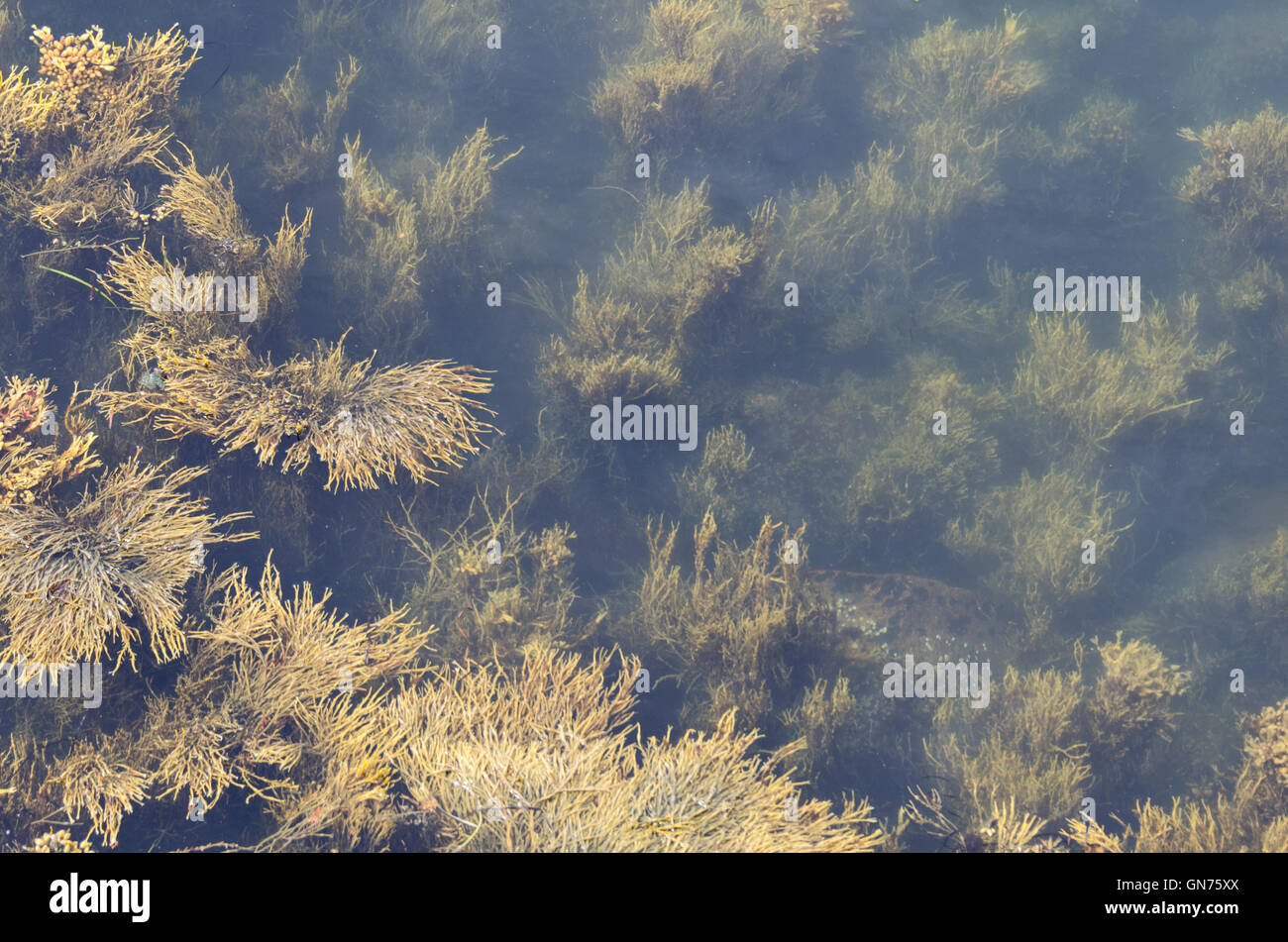 Knotted wrack algae hi-res stock photography and images - Alamy