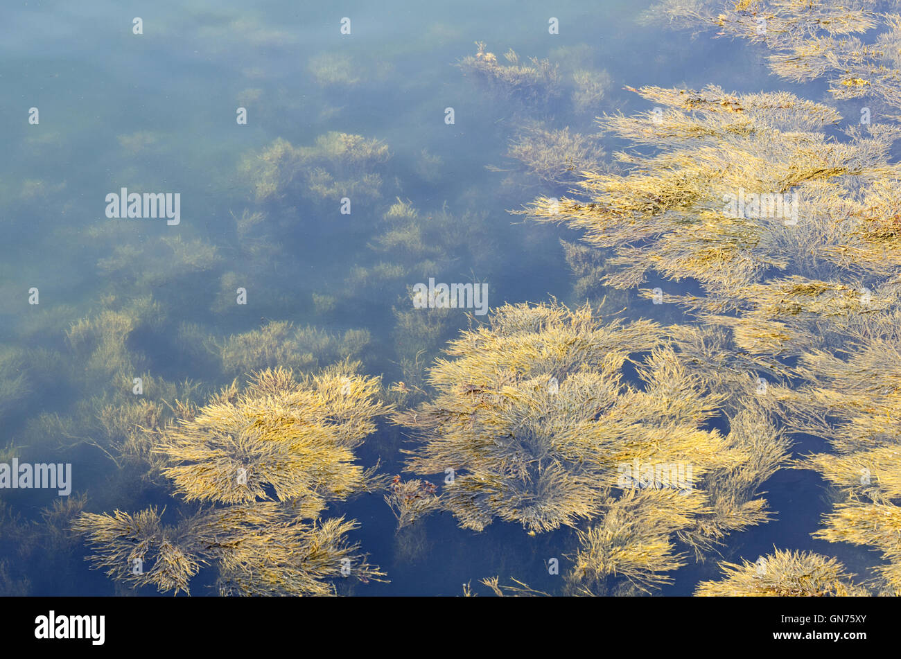 Rockweed (Ascophyllum nodosum) floating at high tide in the Gulf of ...