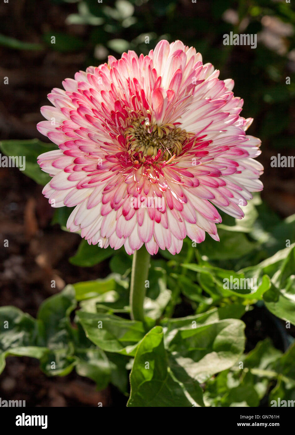 Spectacular & unusual large pink and white flecked double gerbera ...