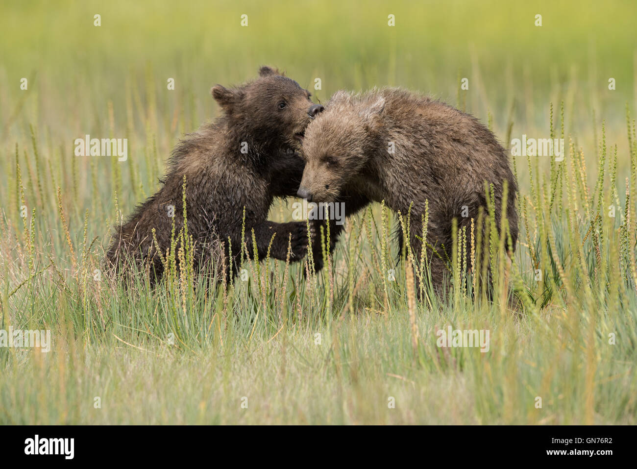 Alaskan brown bear cubs playing Stock Photo - Alamy