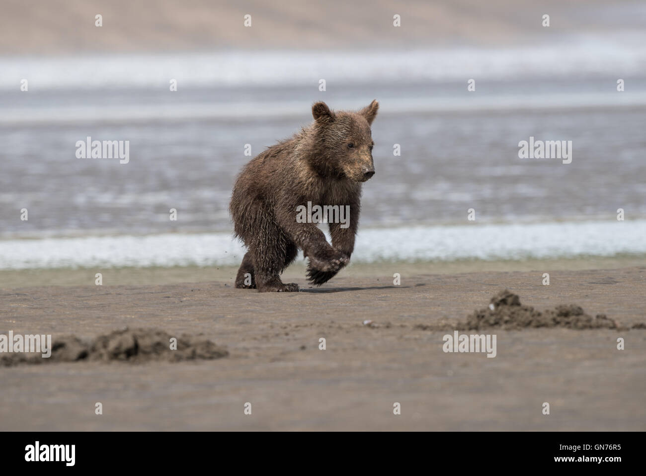 Brown bear cub running on beach Stock Photo - Alamy