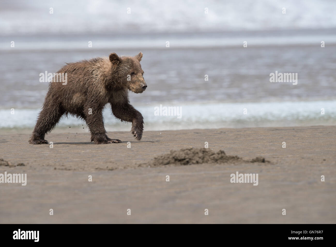 Brown bear cub walking on beach Stock Photo - Alamy