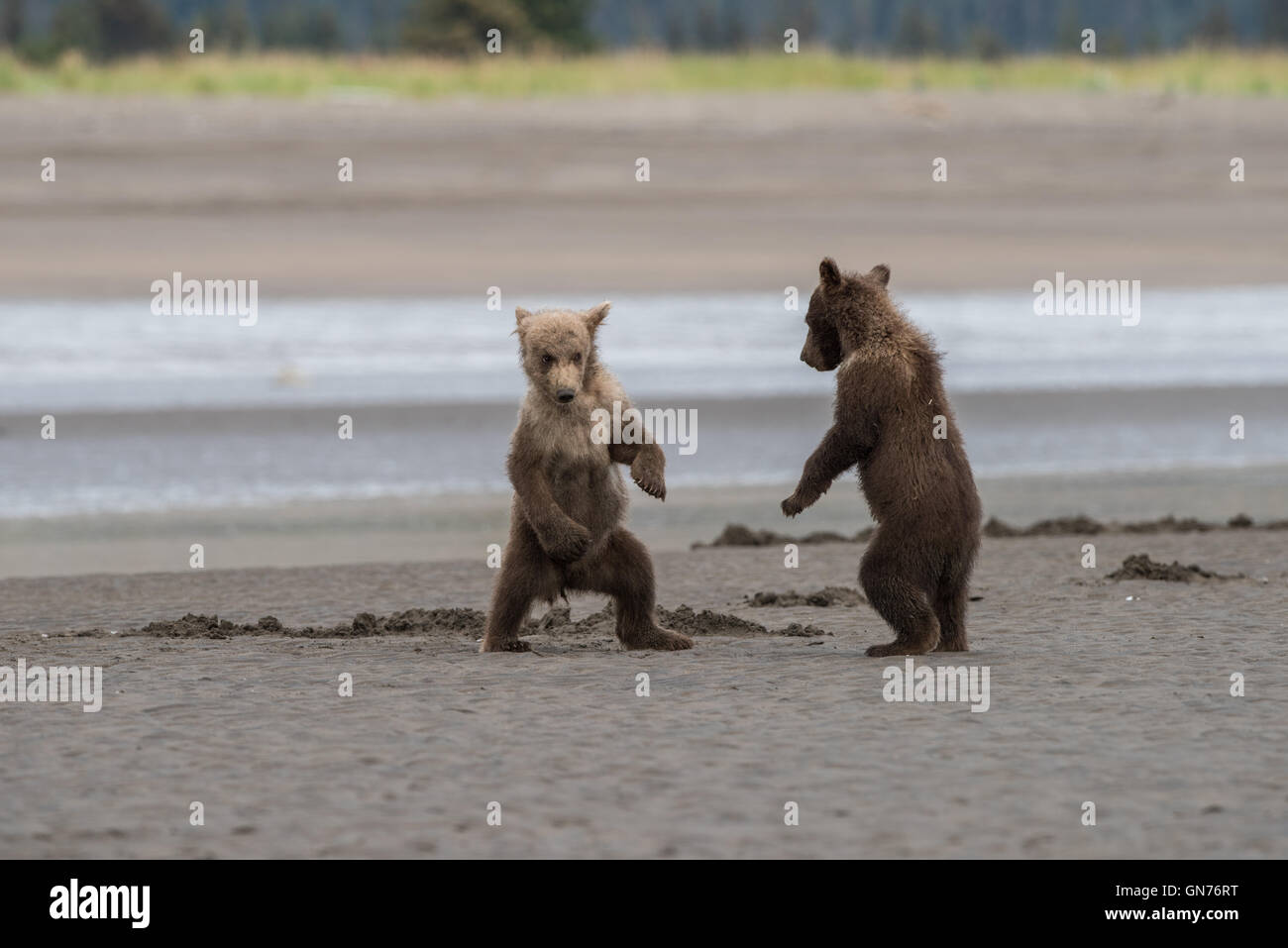 Alaskan brown bear cubs playing Stock Photo - Alamy