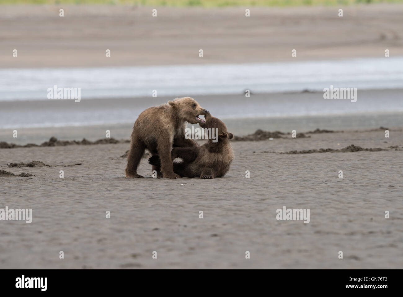 Alaskan brown bear cubs playing Stock Photo - Alamy