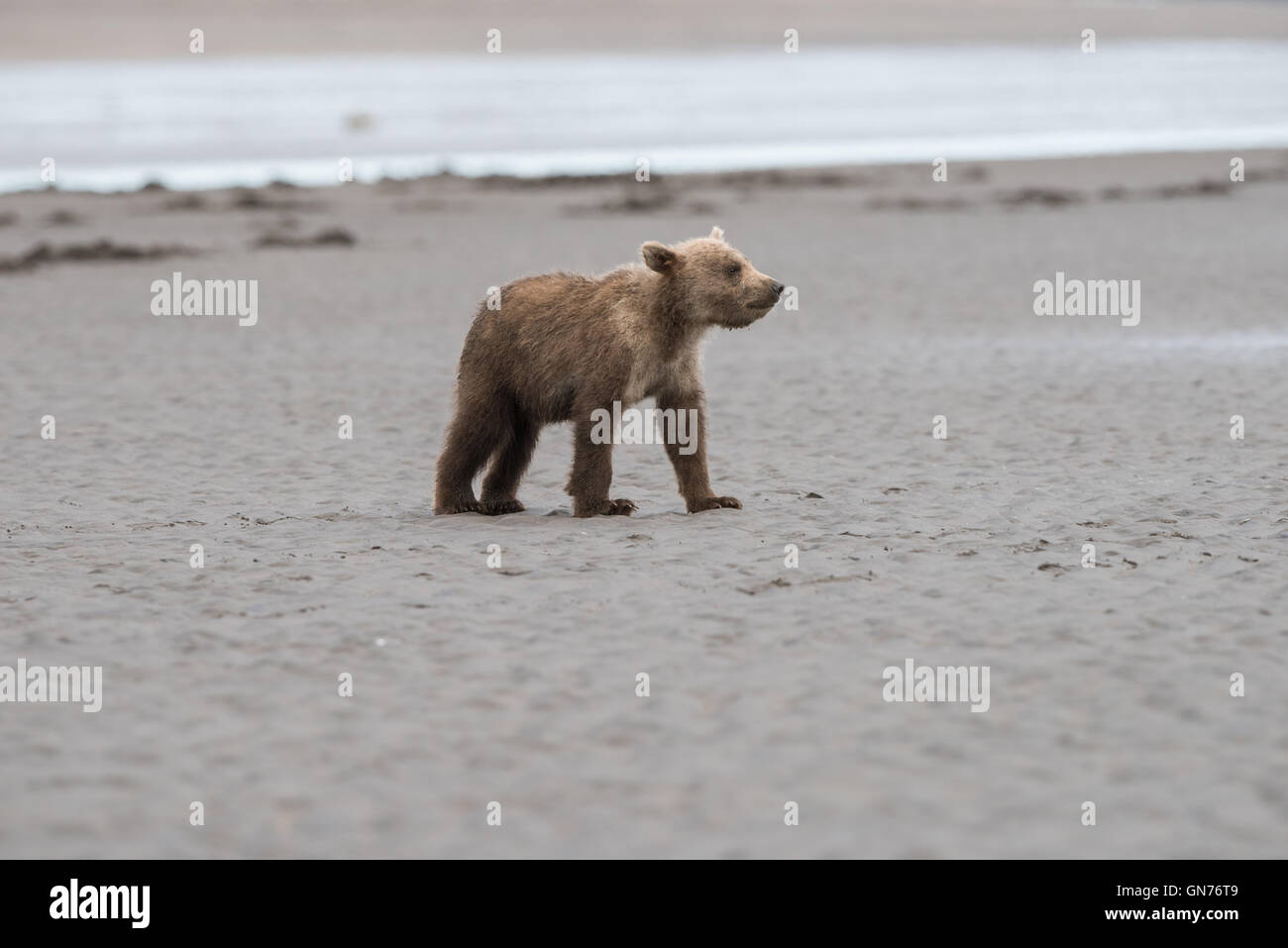 Brown bear cub walking on beach Stock Photo - Alamy