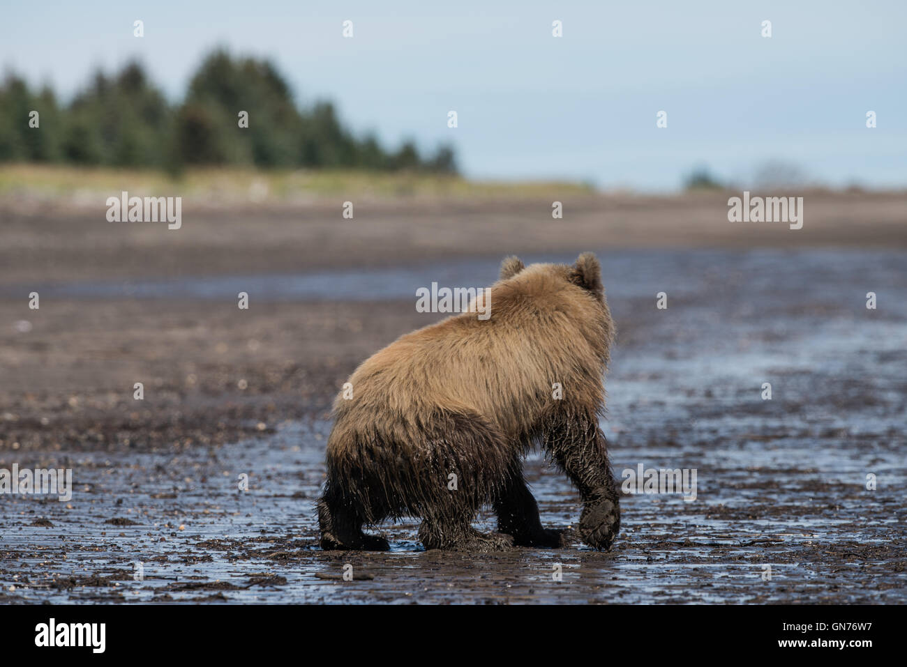 Bear on beach hi-res stock photography and images - Alamy
