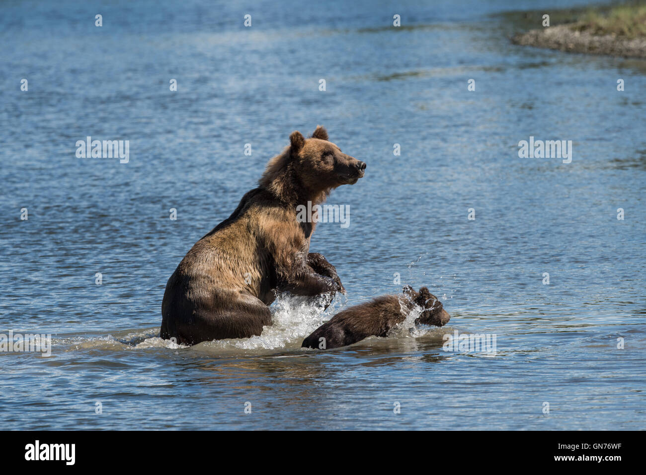 Brown bear mother and her cub hi-res stock photography and images - Alamy