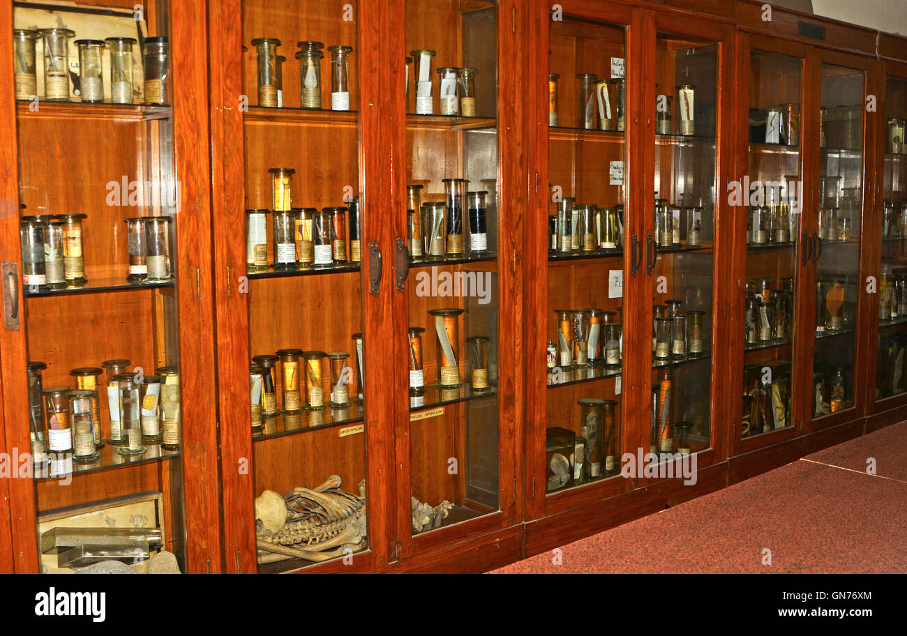 Preserved specimens hi-res stock photography and images - Alamy