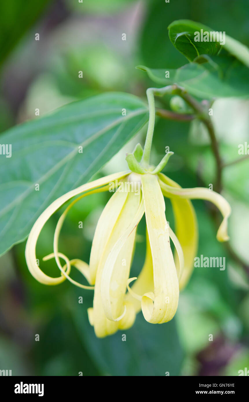 Mosooi flower hi-res stock photography and images - Alamy