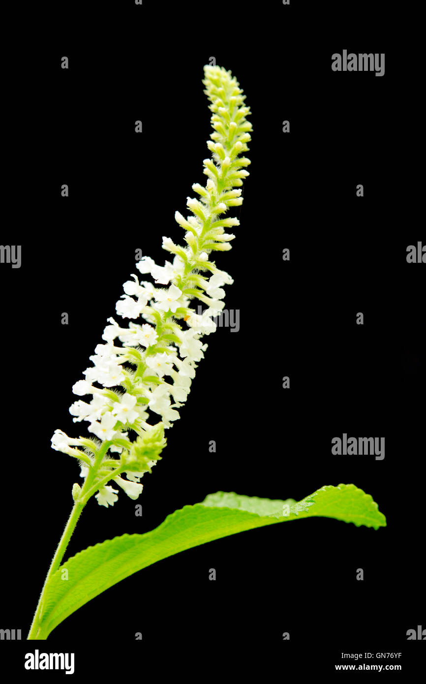Butterfly bush white flower (Also called as Buddleja, Buddleia, Buddlea ...