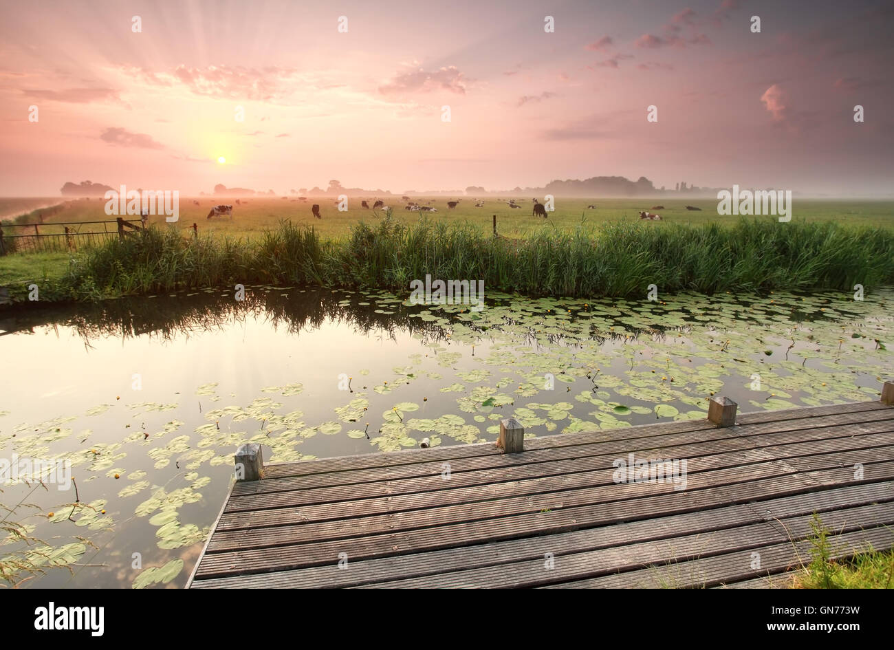 dramatic summer sunrise over cow pasture and river Stock Photo - Alamy