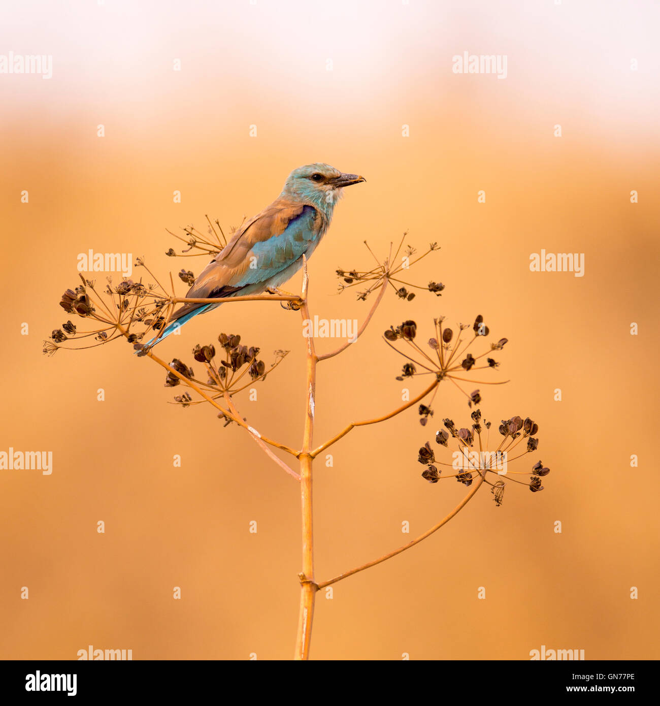 European roller bird hi-res stock photography and images - Alamy