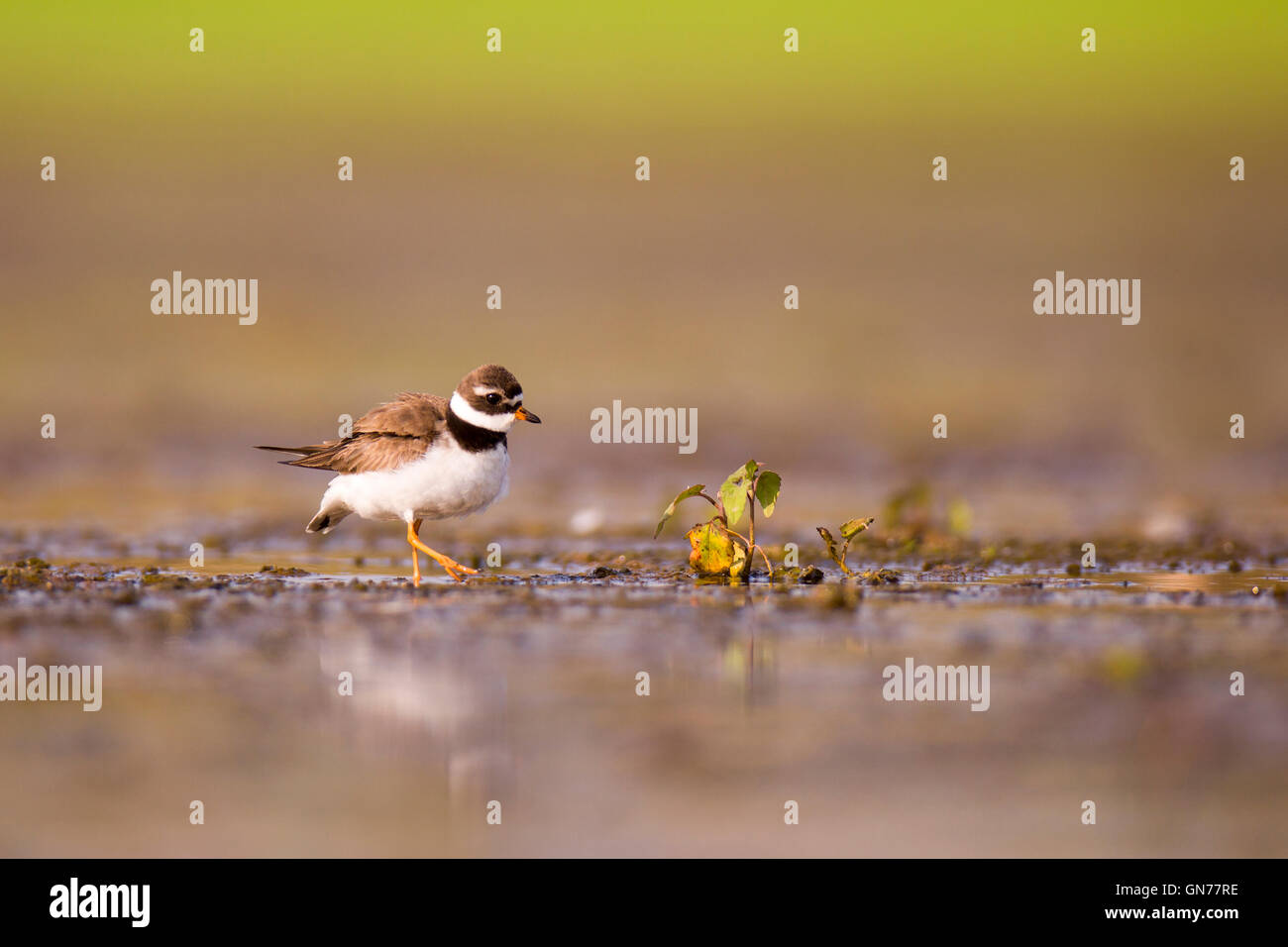 Ringed plover also Common ringed plover (Charadrius hiaticula) are ...