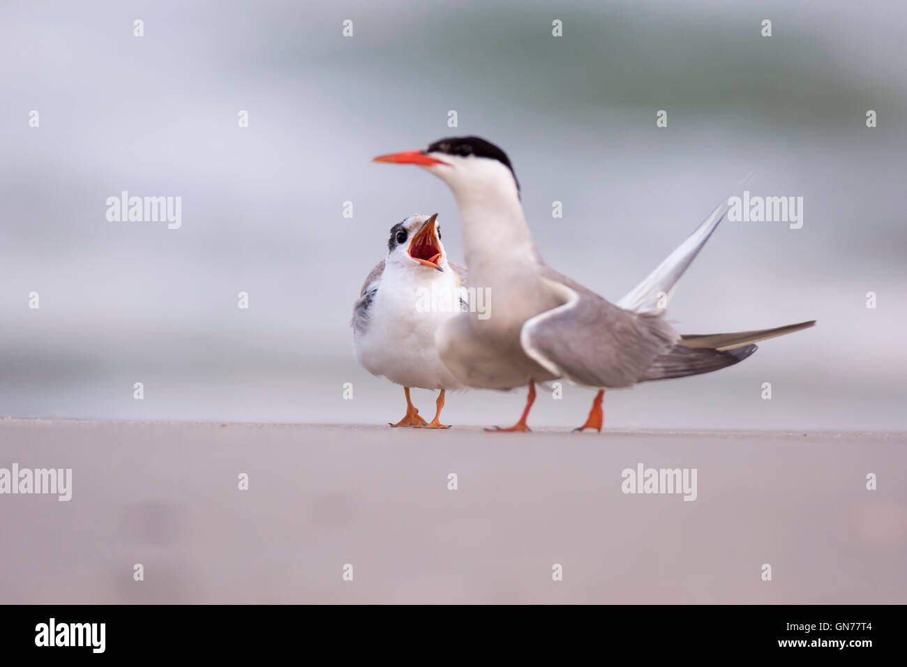 Terns of asia hi-res stock photography and images - Alamy