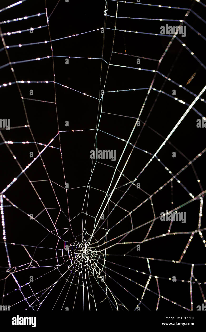 dramatic Intricate spider web on black background Stock Photo - Alamy