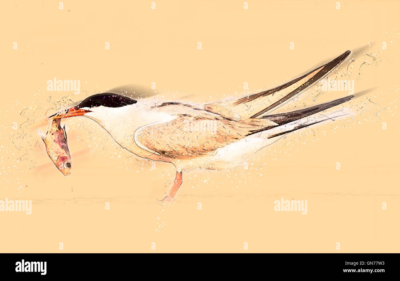 Arctic zoology drawing hi-res stock photography and images - Alamy