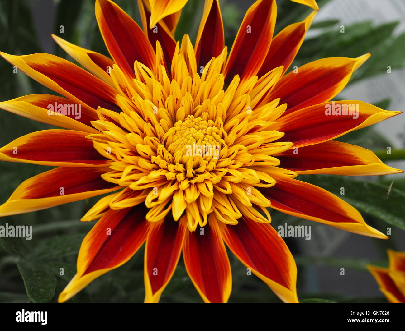 Large colourful flower Stock Photo - Alamy