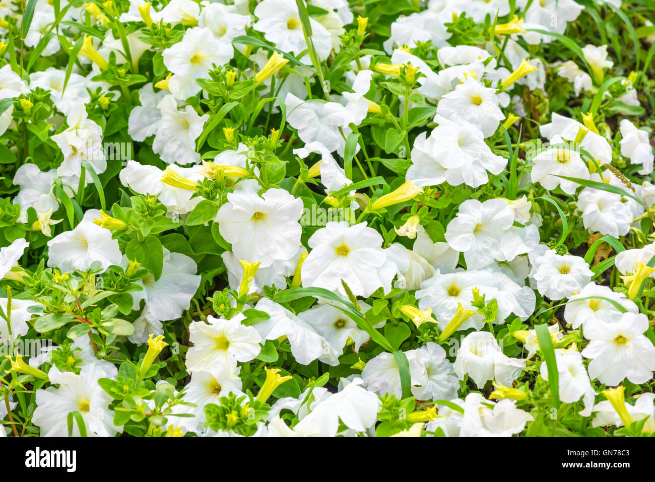 beautiful blooming white petunia flowers background, closeup Stock ...