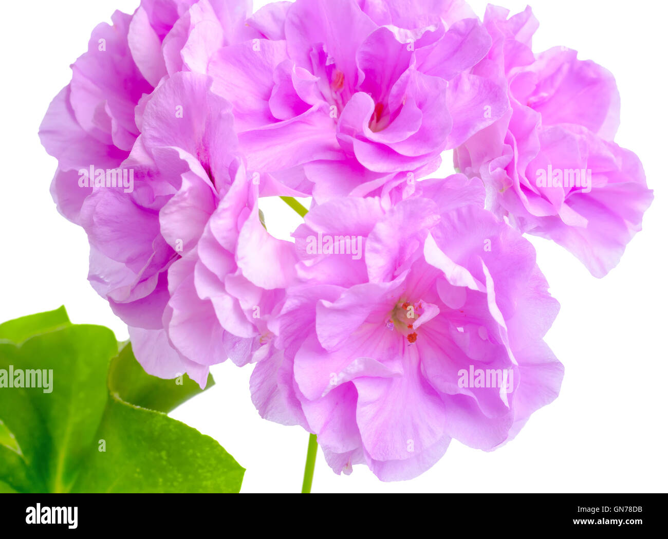 beautiful blooming lilac geranium flower with green leaves is isolated ...