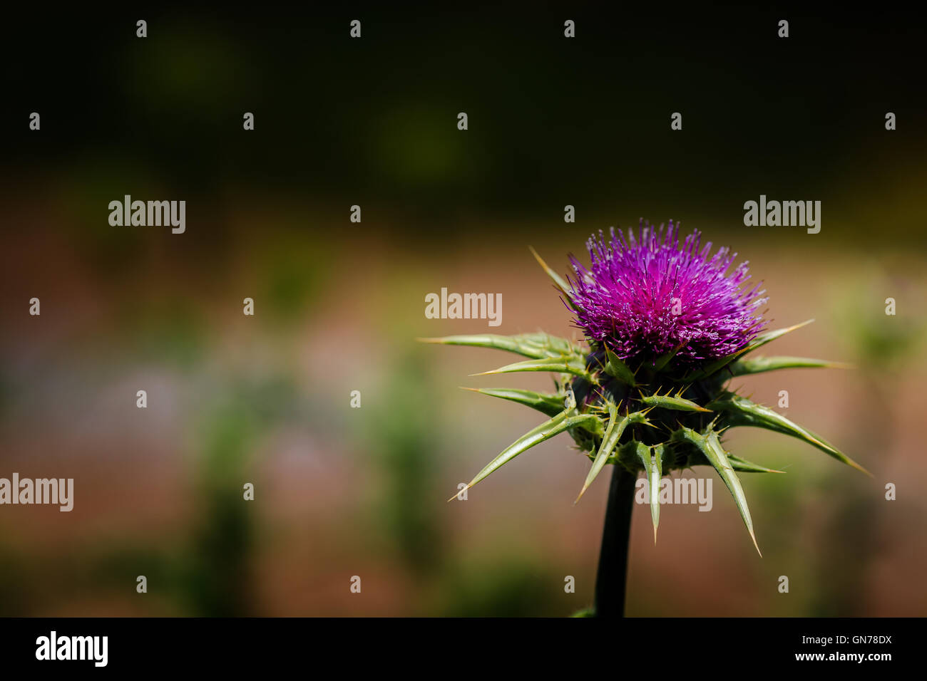 Purple cactus hi-res stock photography and images - Alamy