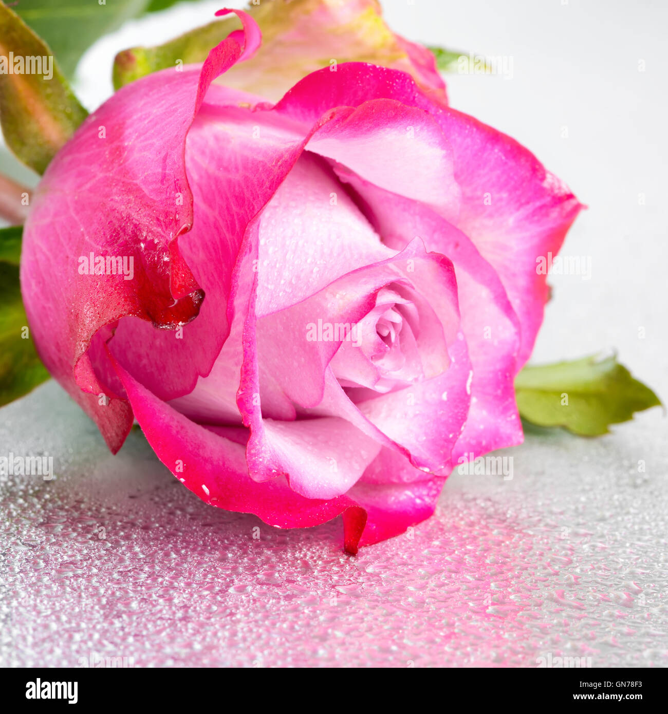 beautiful pink rose flower on light background with drops and ...